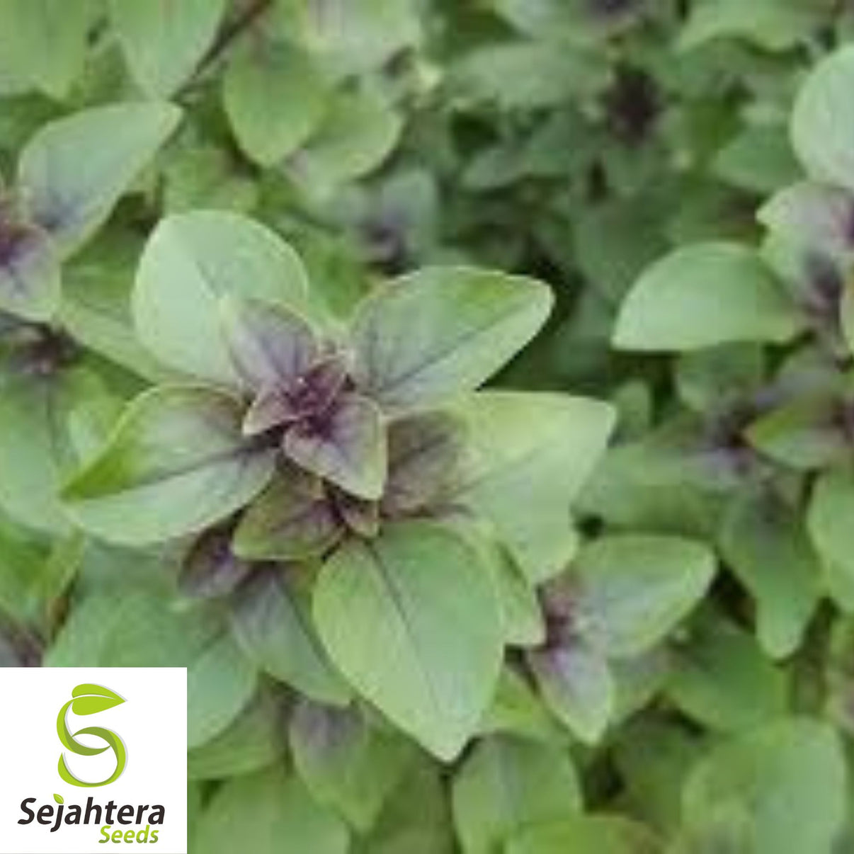 Organic Holy Basil Seeds {O. Sanctum} Tulsi | Medicinal Herb & Spice 2 ...