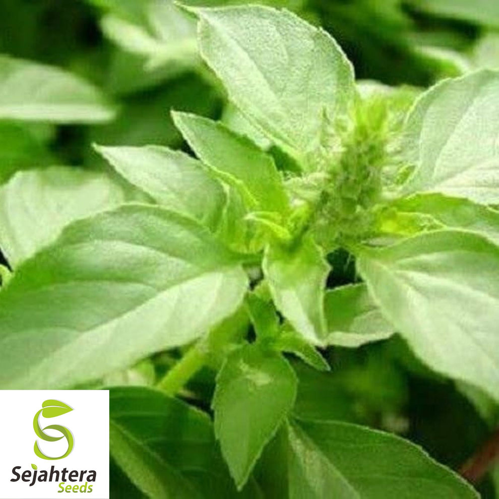 Organic Holy Basil Seeds {O. Sanctum} Tulsi | Medicinal Herb & Spice 2 ...