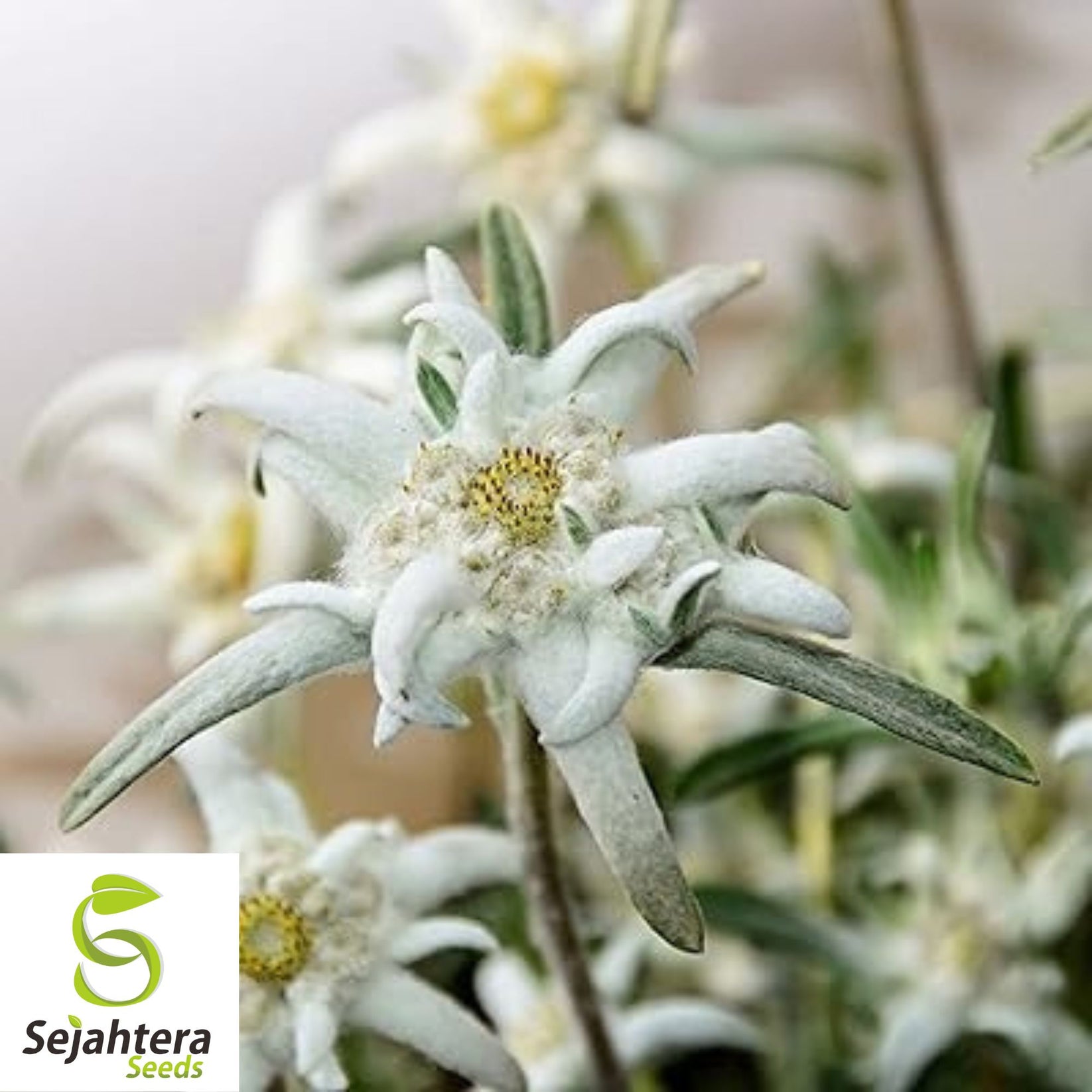 200+ Edelweiss Herb Seeds {Leontopodium Alpinum} | Alpine Perennial ...