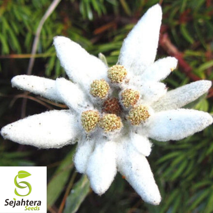 200+ Edelweiss Herb Seeds {Leontopodium Alpinum} | Alpine Perennial ...
