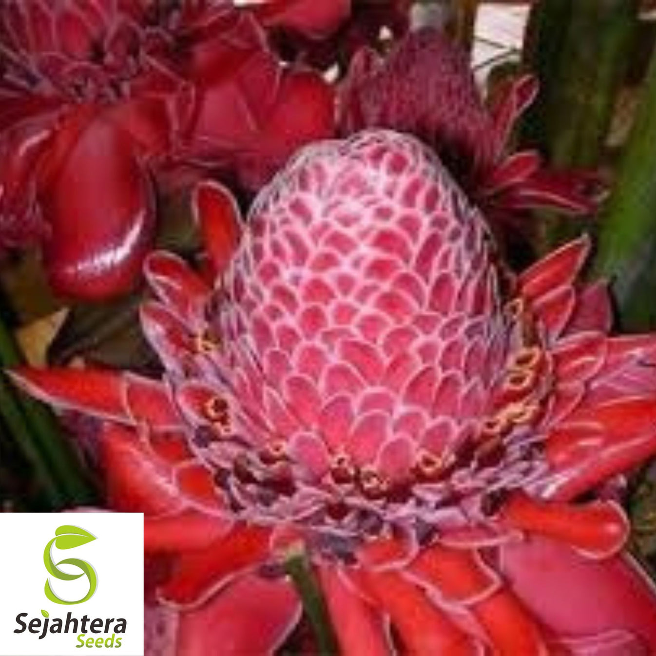 Red Torch Ginger Seeds {Etlingera elatior} Organic 10 Seeds – Sejahtera ...