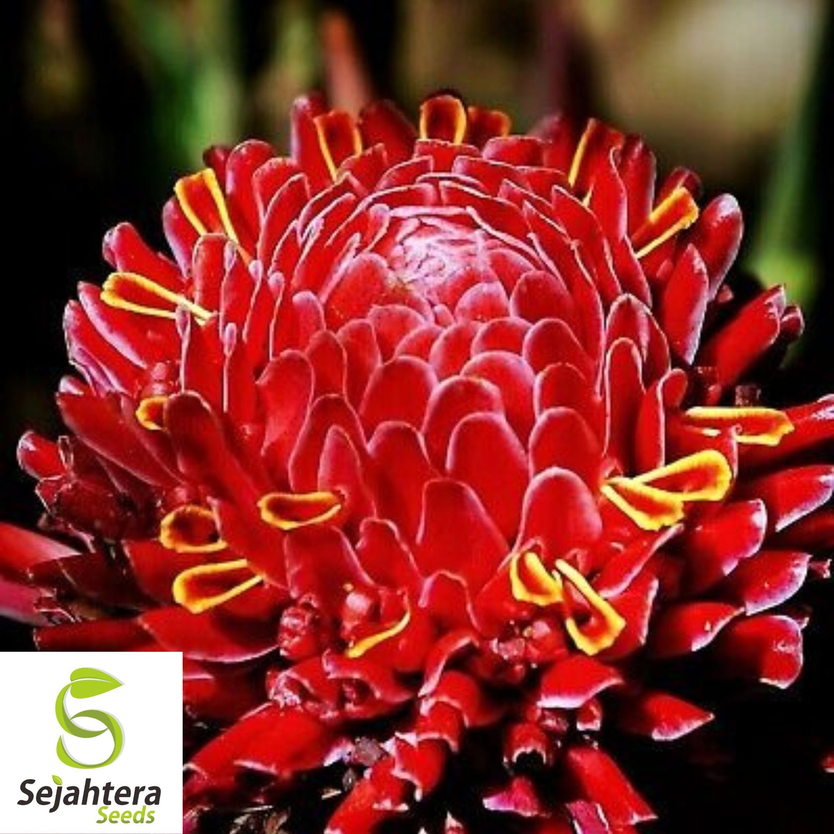 Red Torch Ginger Seeds {Etlingera elatior} Organic 10 Seeds – Sejahtera ...