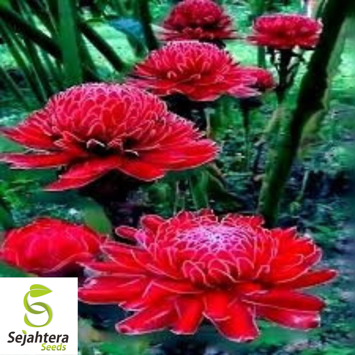 Red Torch Ginger Seeds {Etlingera elatior} Organic 10 Seeds – Sejahtera ...