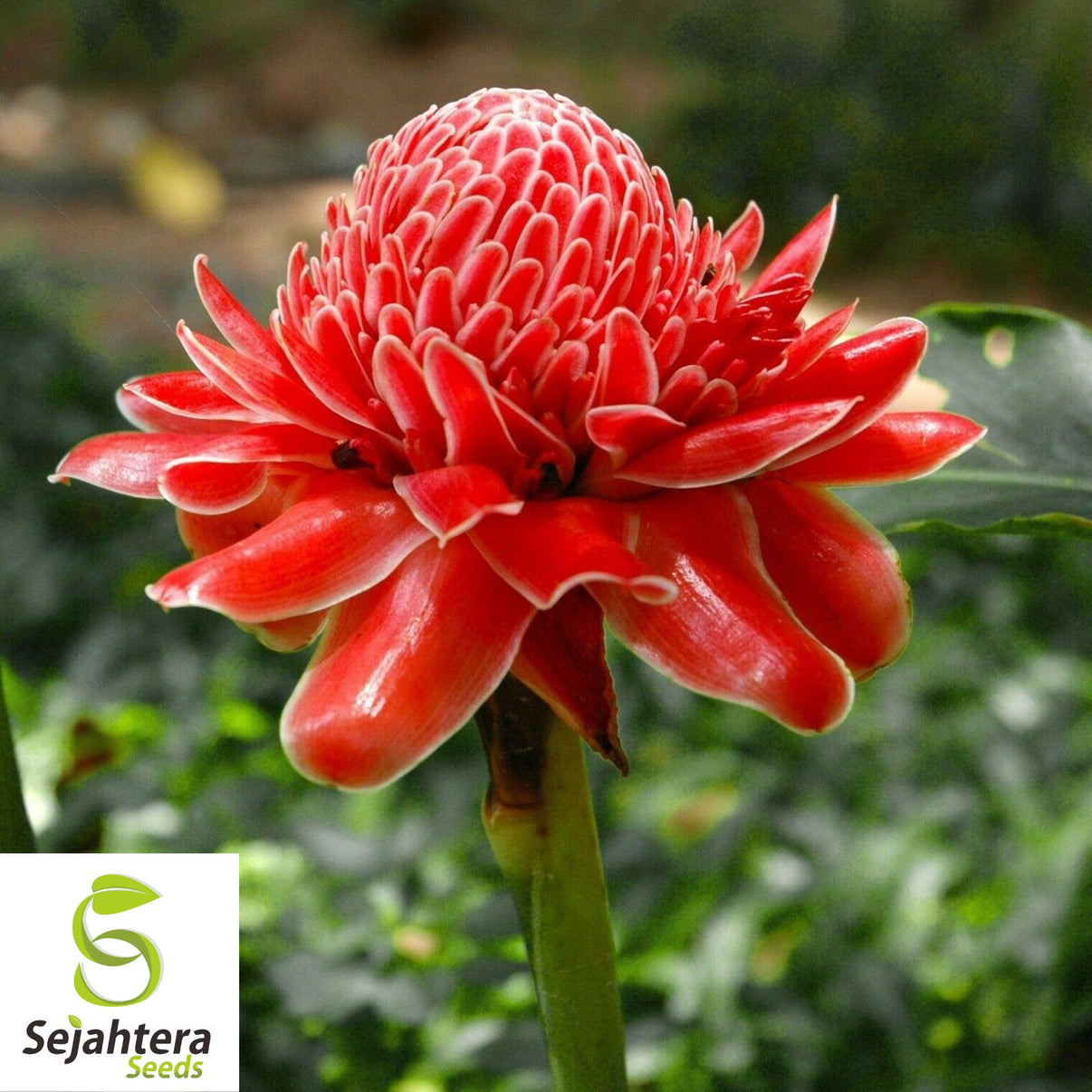 Red Torch Ginger Seeds {Etlingera elatior} Organic 10 Seeds – Sejahtera ...