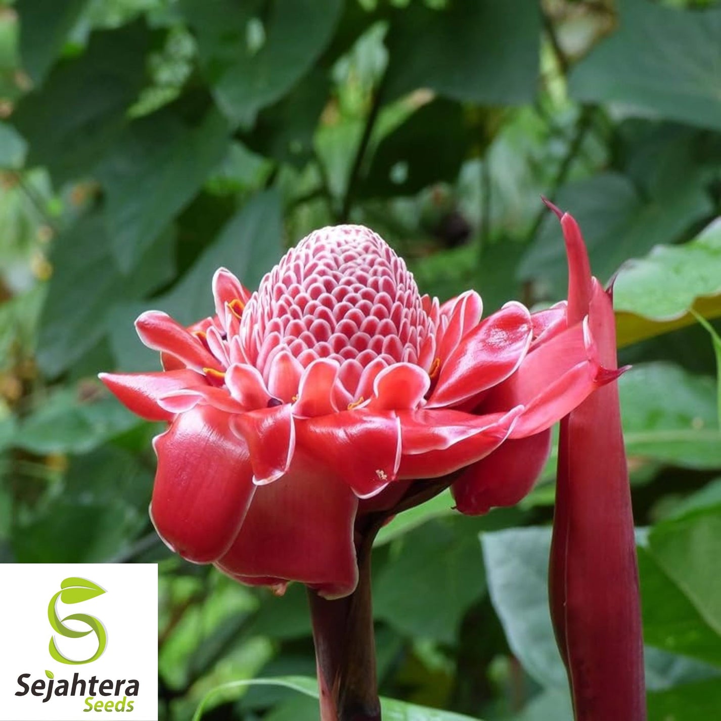 Red Torch Ginger Seeds {Etlingera elatior} Organic 10 Seeds – Sejahtera ...