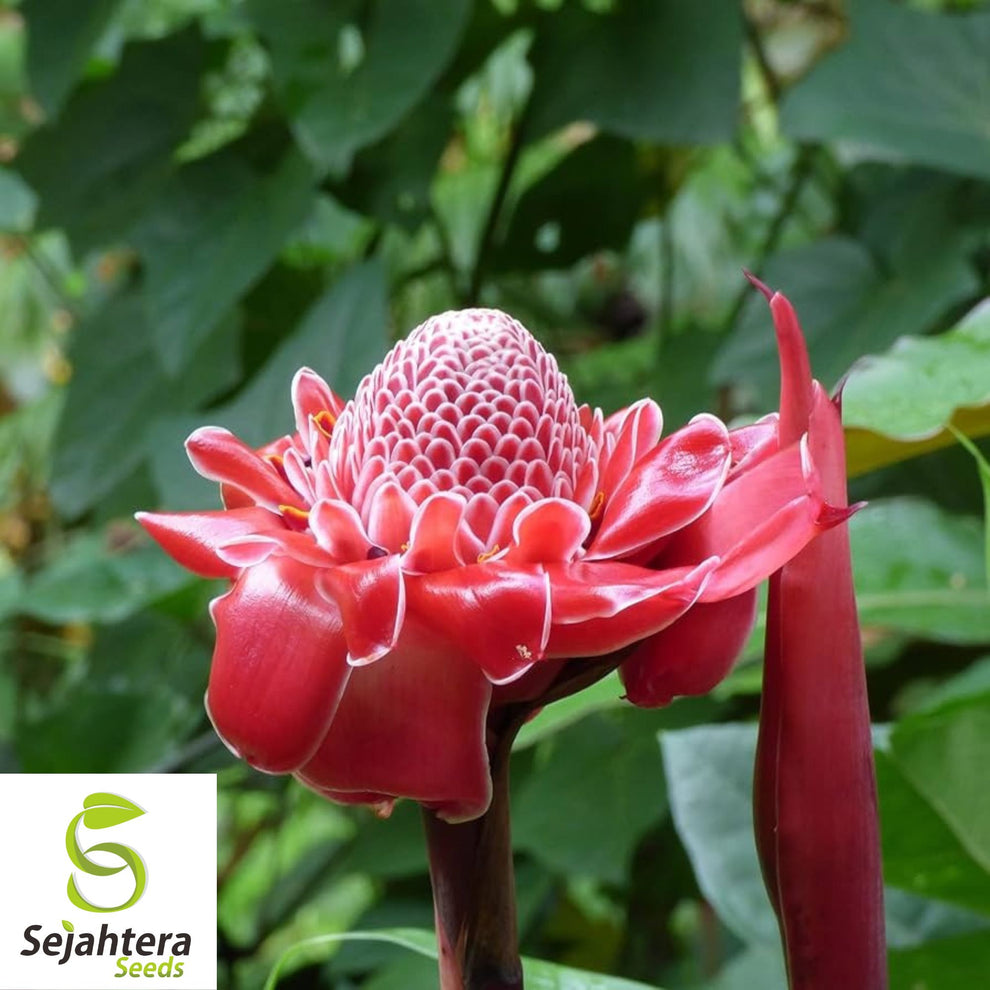 Red Torch Ginger Seeds {Etlingera elatior} Organic 10 Seeds – Sejahtera ...