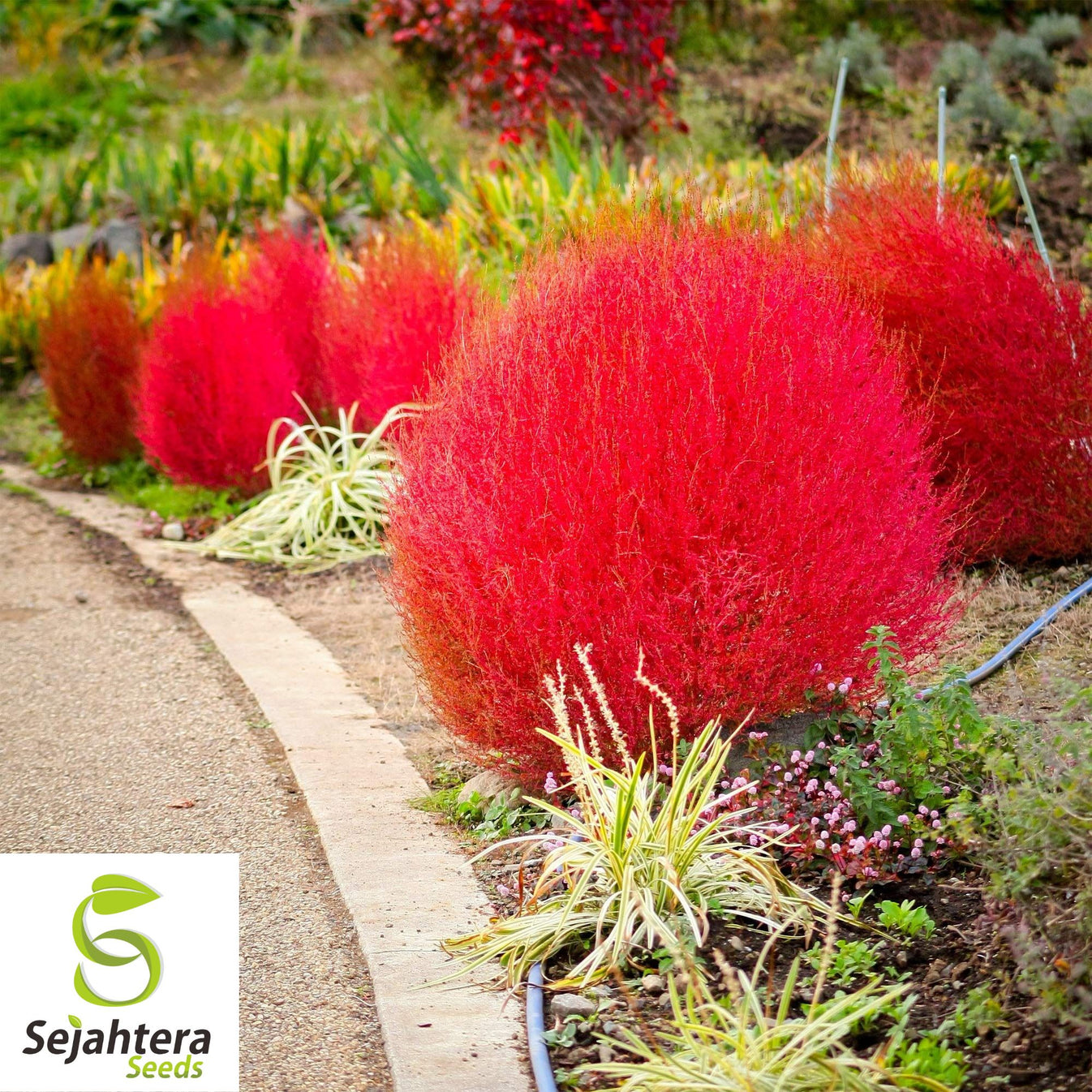 Burning Bush Seeds {Kochia Trichophylla} 50+ Seeds | Red Bush for Pati ...