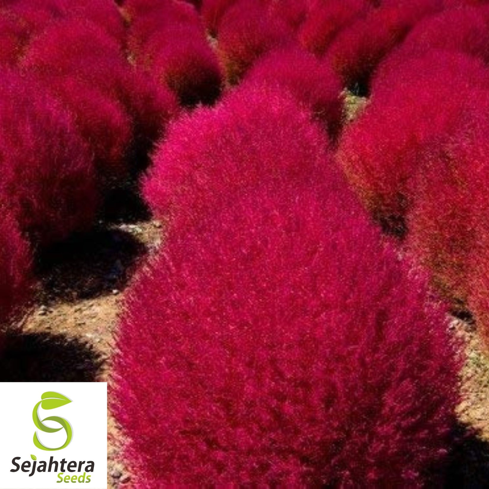 Burning Bush Seeds {Kochia Trichophylla} 50+ Seeds | Red Bush for Pati ...