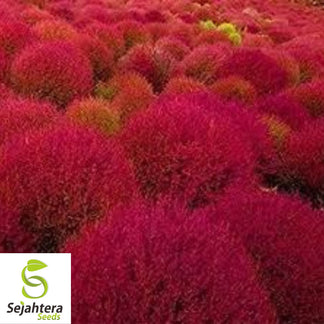 Burning Bush Seeds {Kochia Trichophylla} 50+ Seeds | Red Bush for Pati ...