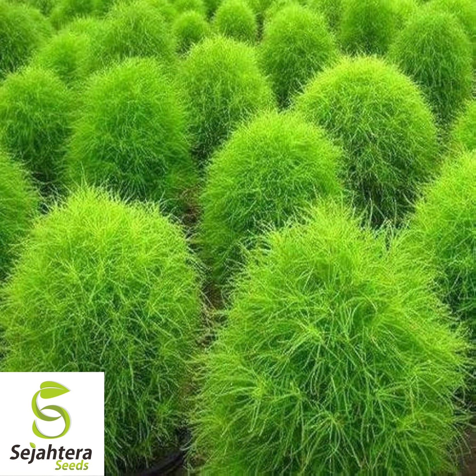 Burning Bush Seeds {Kochia Trichophylla} 50+ Seeds | Red Bush for Pati ...