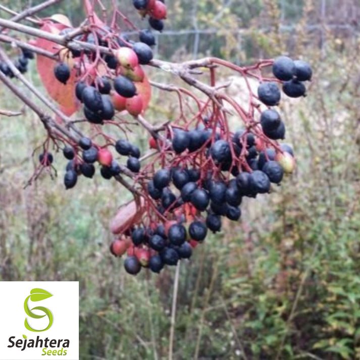 Organic Black Haw Berry Seeds {Viburnum prunifolium} 20 Seeds ...