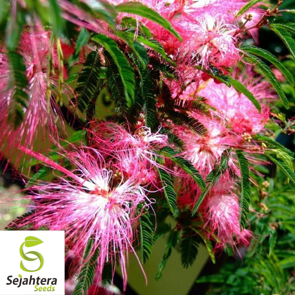 Pink Fairy Duster Tree Seeds {Calliandra enophylla} Exotic 10 Seeds ...