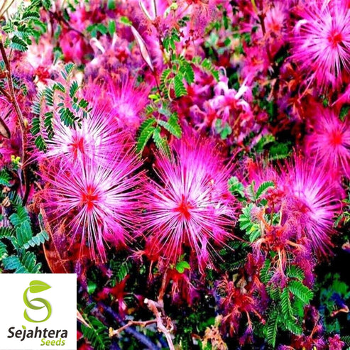 Pink Fairy Duster Tree Seeds {Calliandra enophylla} Exotic 10 Seeds ...
