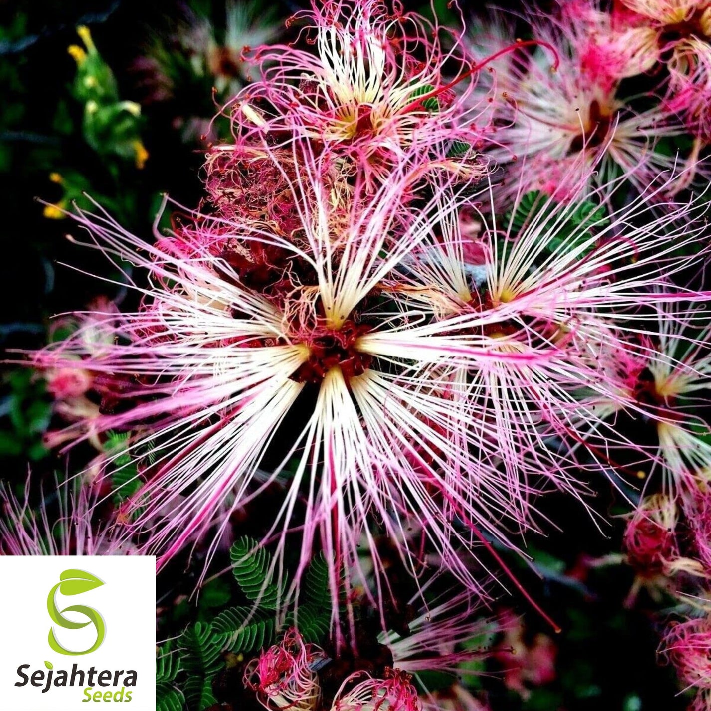 Pink Fairy Duster Tree Seeds {Calliandra enophylla} Exotic 10 Seeds ...