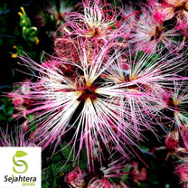 Pink Fairy Duster Tree Seeds {Calliandra enophylla} Exotic 10 Seeds ...