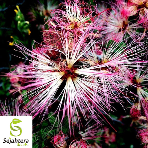 Pink Fairy Duster Tree Seeds {Calliandra enophylla} Exotic 10 Seeds ...