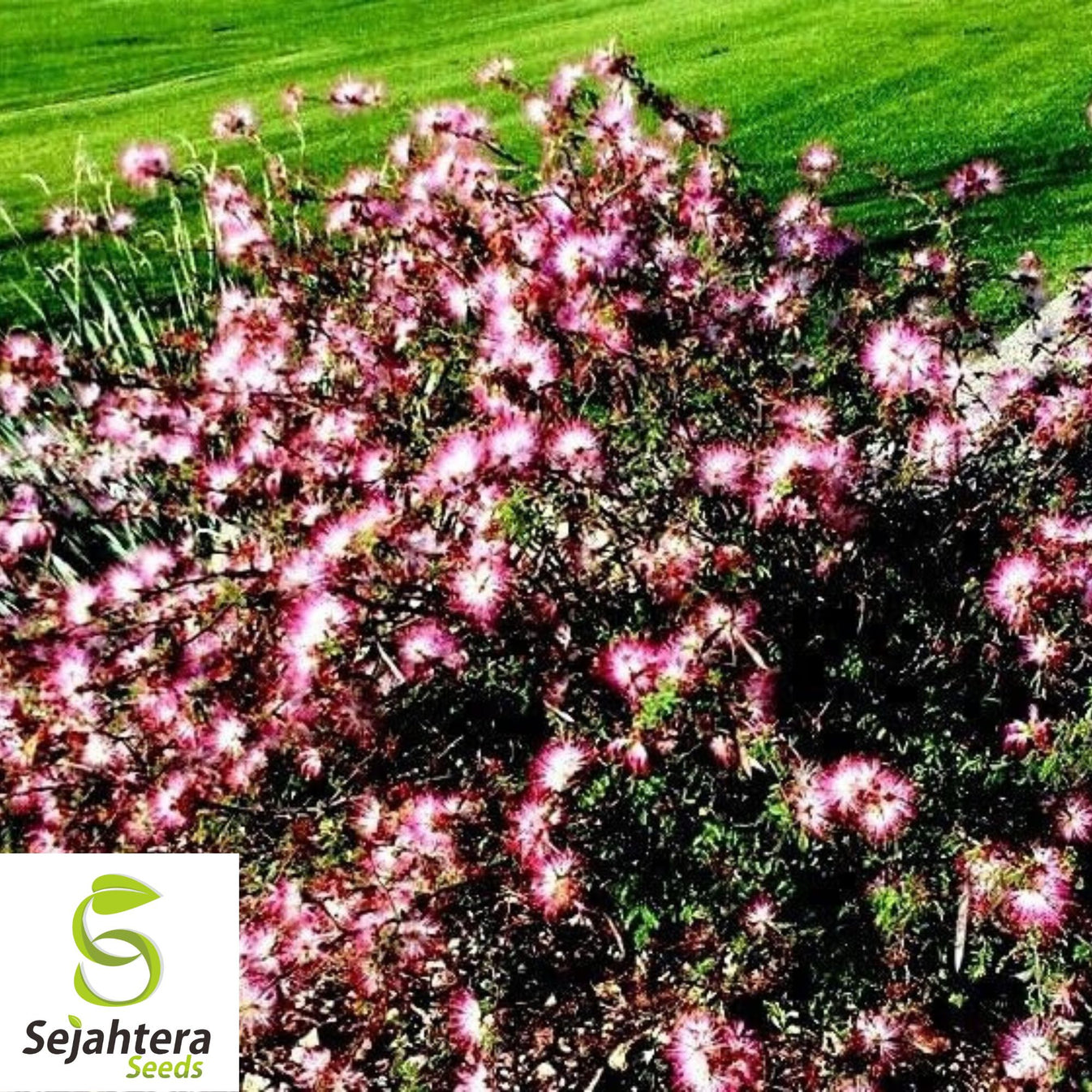Pink Fairy Duster Tree Seeds {Calliandra enophylla} Exotic 10 Seeds ...