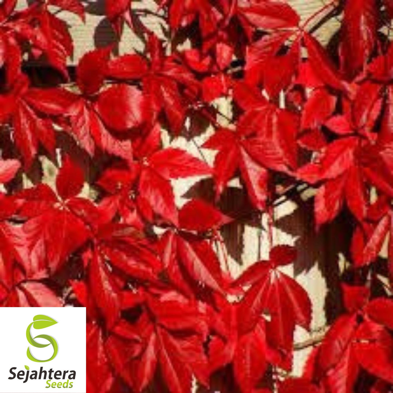 Virginia Creeper Vine Seeds {Parthenocissus quinquefolia} 25 Seeds ...