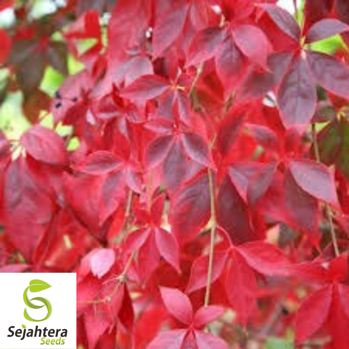 Virginia Creeper Vine Seeds {Parthenocissus quinquefolia} 25 Seeds ...