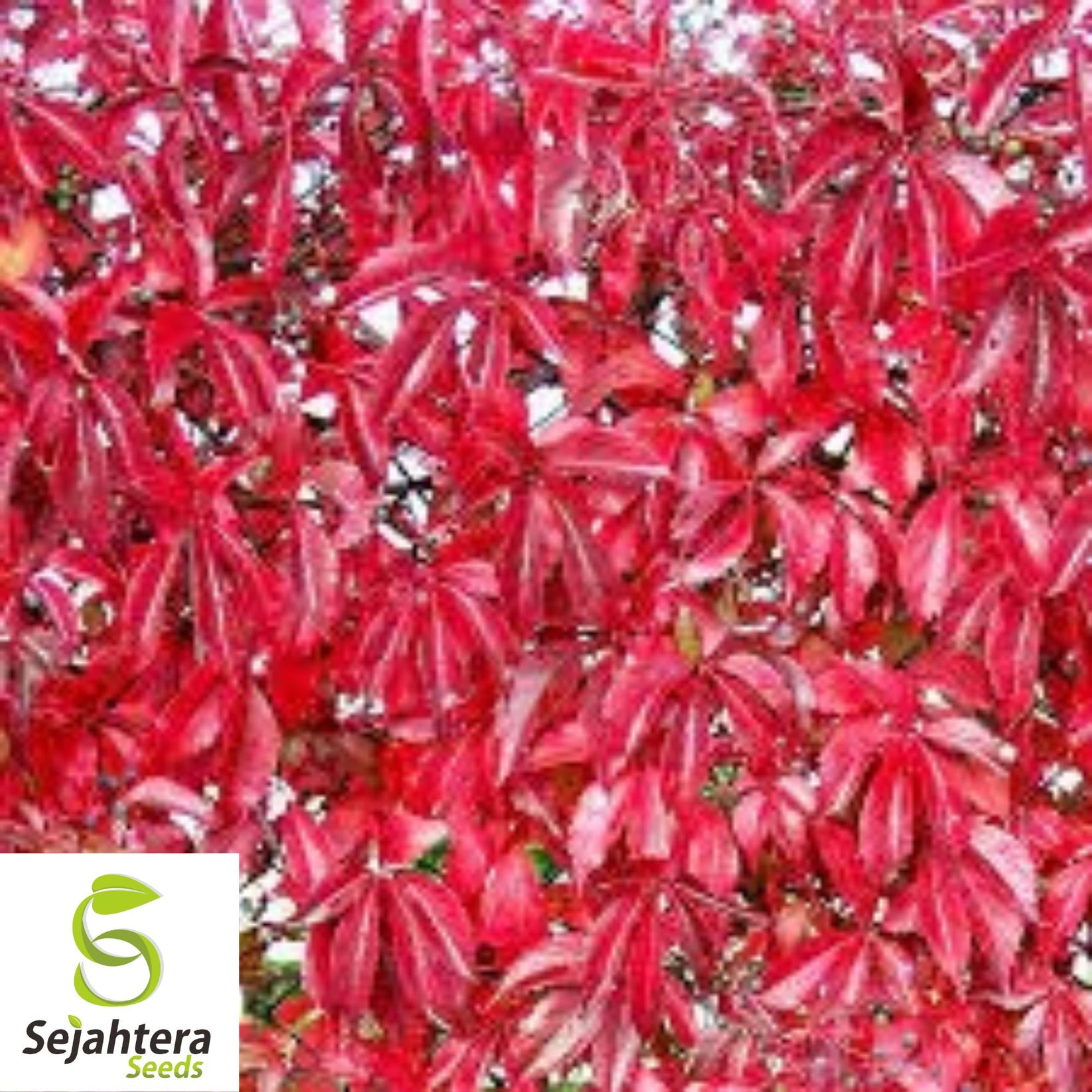 Virginia Creeper Vine Seeds {Parthenocissus quinquefolia} 25 Seeds ...
