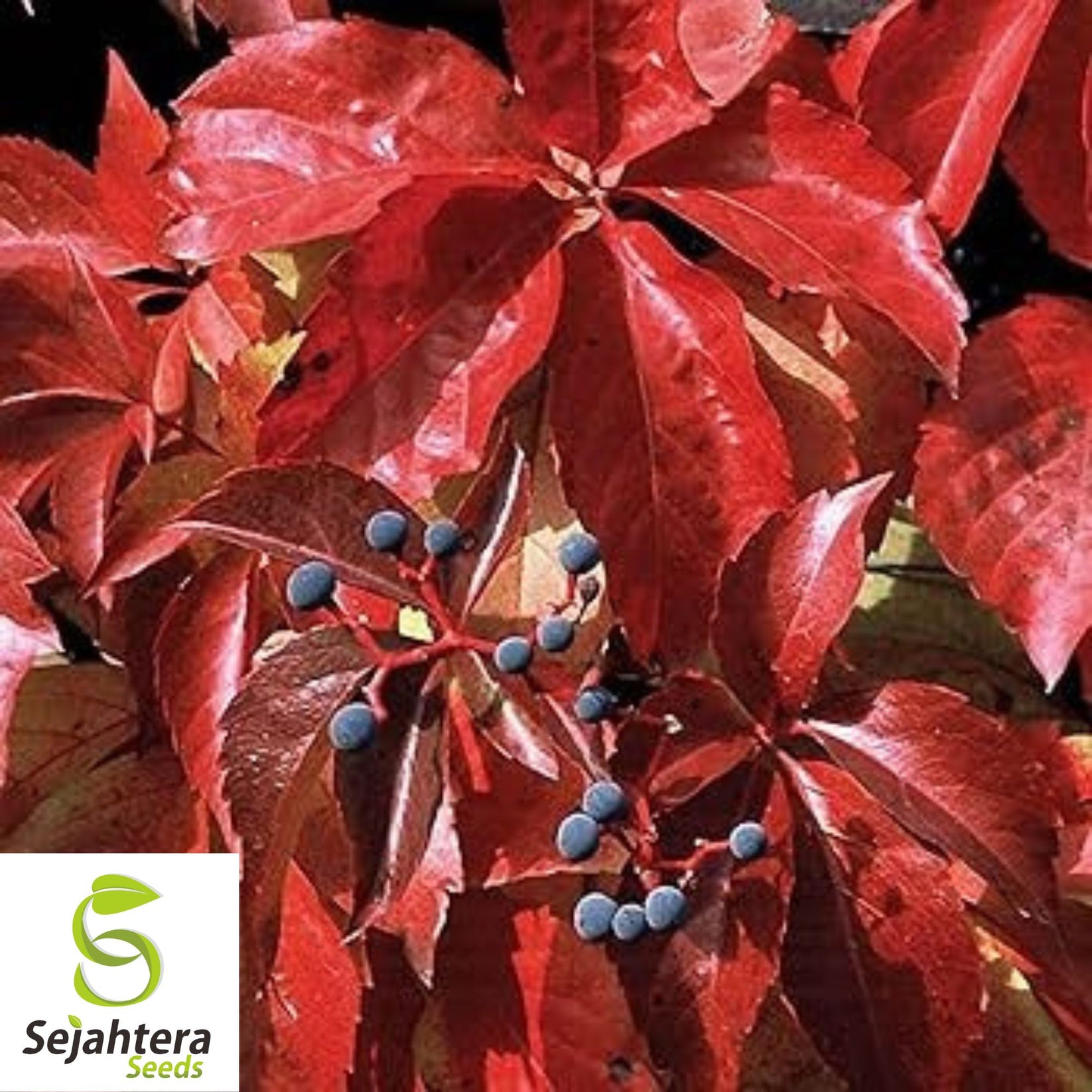 Virginia Creeper Vine Seeds {Parthenocissus quinquefolia} 25 Seeds ...