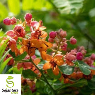 Red Shower Tree Seeds {Cassia marginata} 10 Pre-Stratified Seeds ...