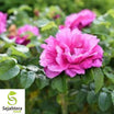 Seaside Pink Rose Seeds {Rosa Rugosa} 30+ Fruiting Shrub Seeds ...