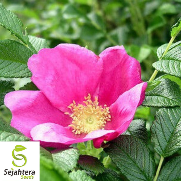 Seaside Pink Rose Seeds {Rosa Rugosa} 30+ Fruiting Shrub Seeds ...