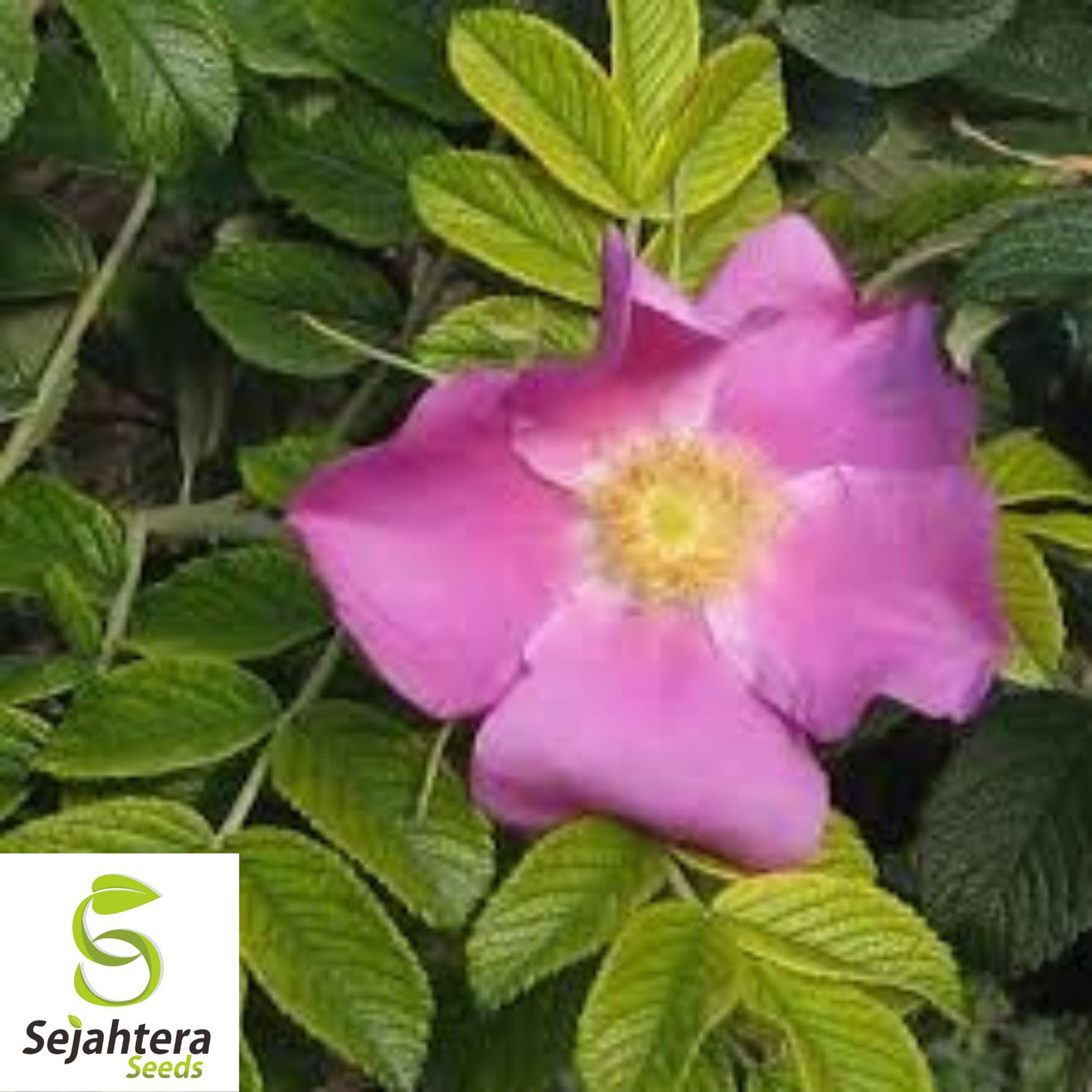 Seaside Pink Rose Seeds {Rosa Rugosa} 30+ Fruiting Shrub Seeds ...