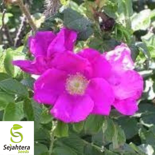 Seaside Pink Rose Seeds {Rosa Rugosa} 30+ Fruiting Shrub Seeds ...
