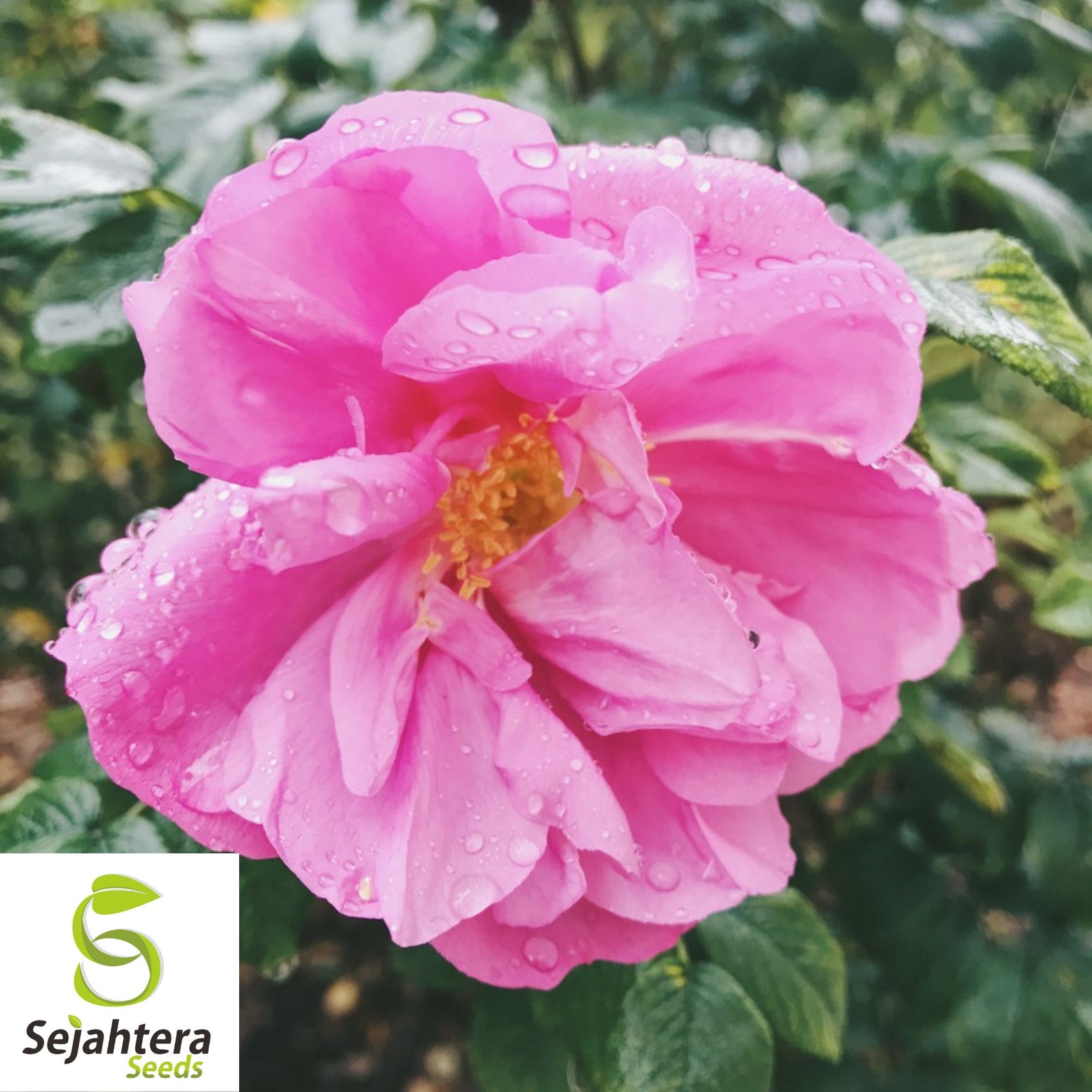 Seaside Pink Rose Seeds {Rosa Rugosa} 30+ Fruiting Shrub Seeds ...
