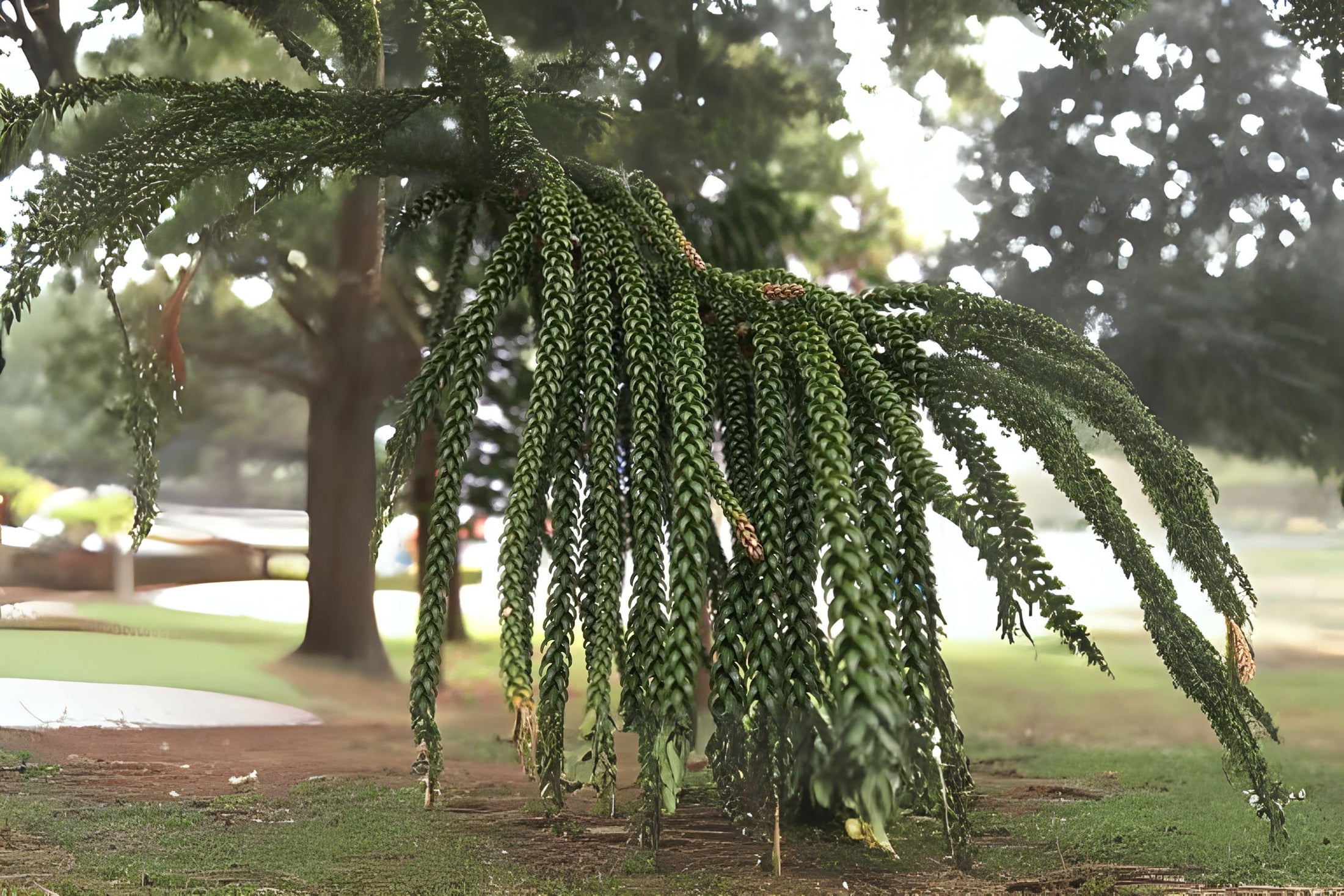 Cook Pine New Caledonia Pine (Araucaria columnaris) – Sejahtera Seeds ...