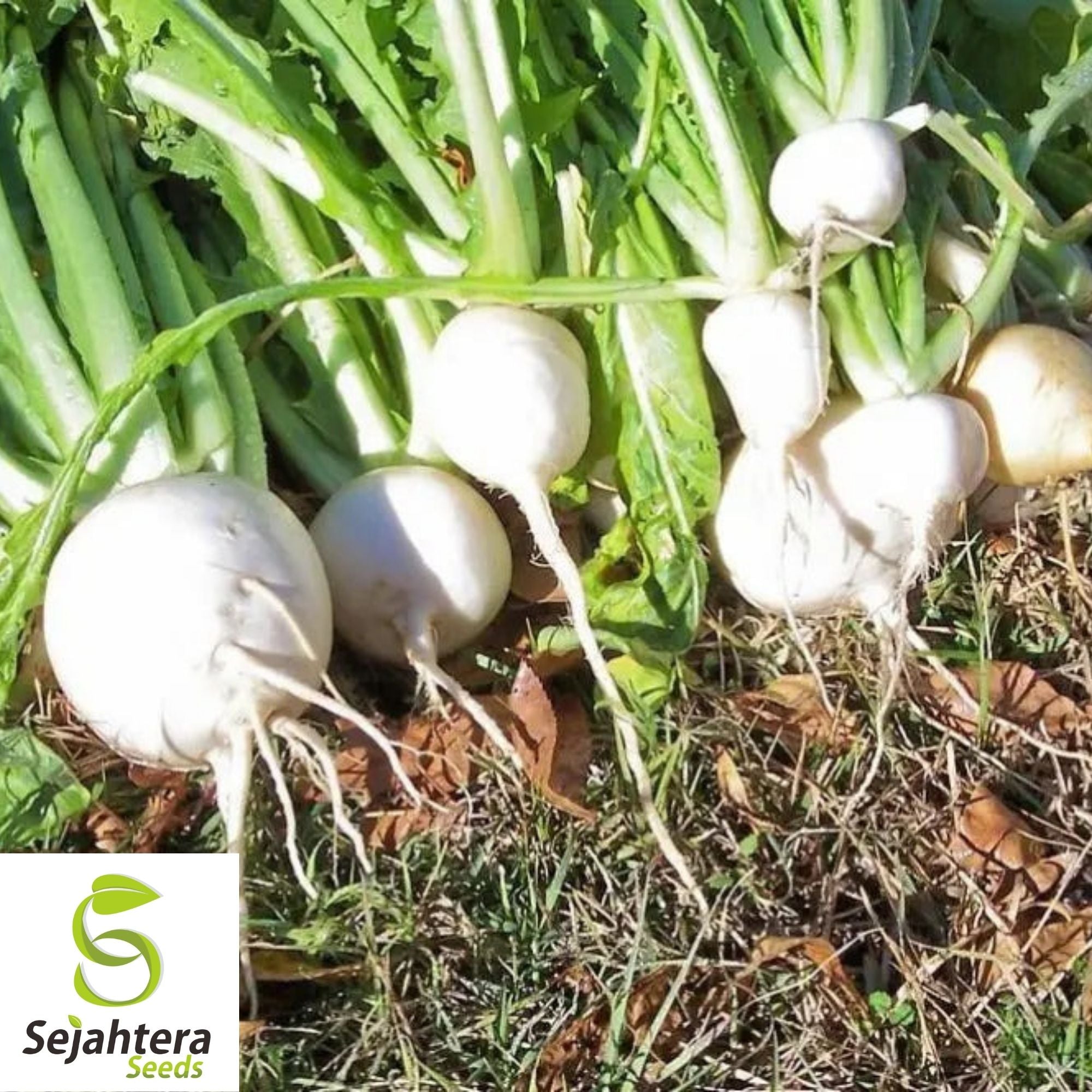 Seven Top Turnip Seeds 1000+ | Heirloom NON-GMO Vegetable Garden USA ...