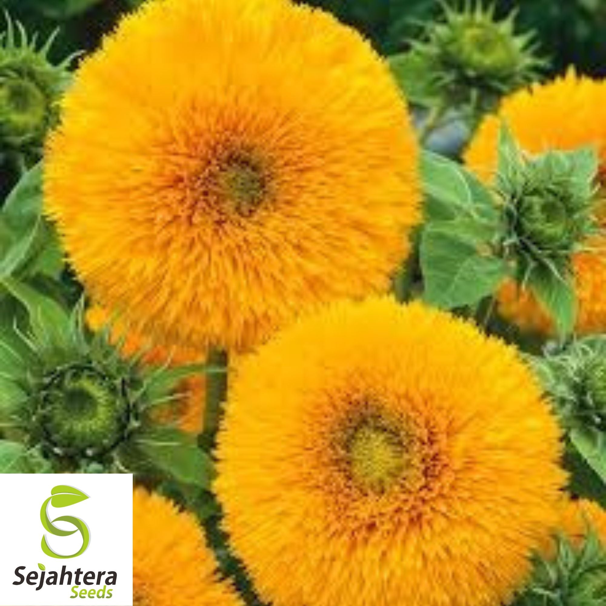 Double Sun Sunflower Seeds - 120+ Heirloom - Large, Bold & Rare Blooms ...