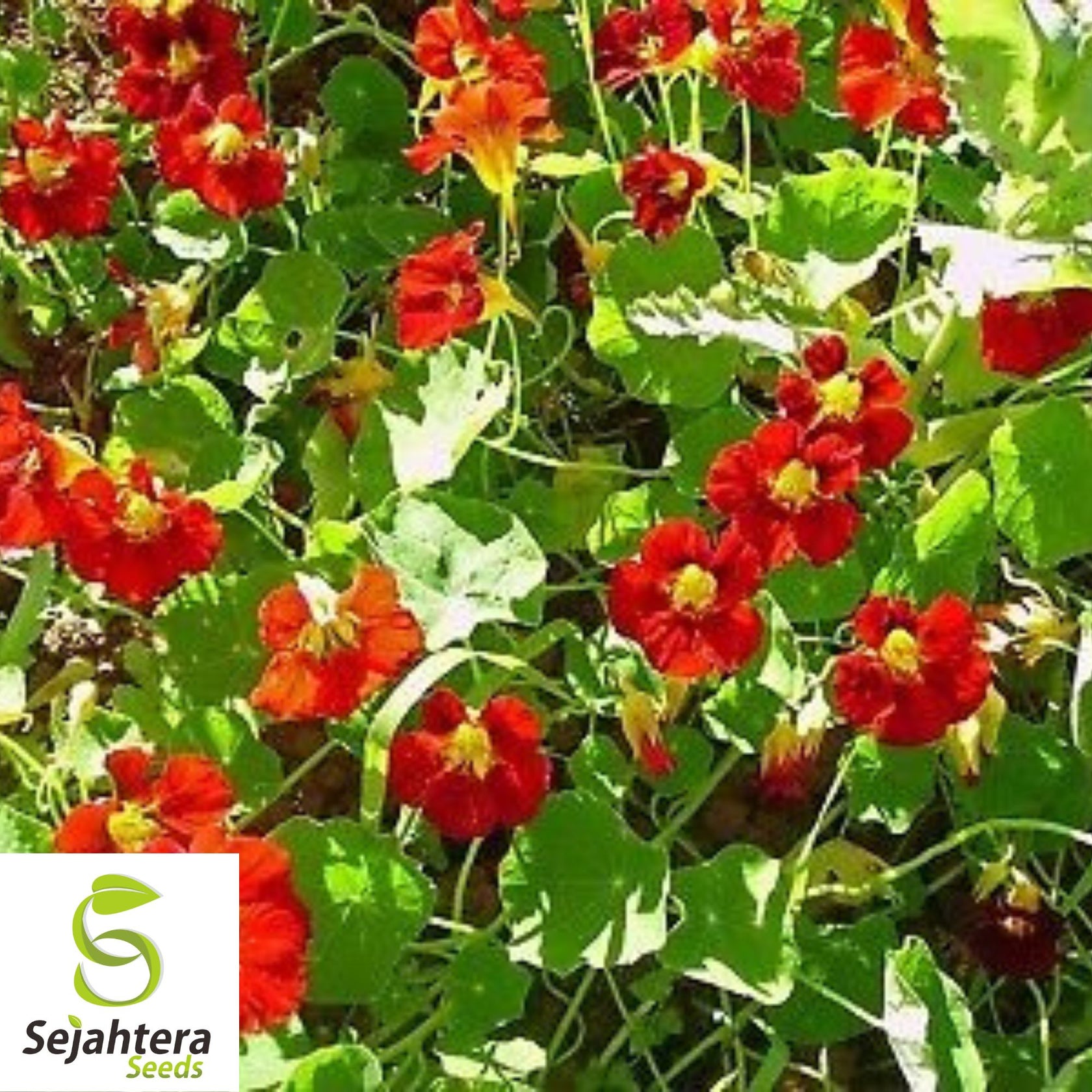 Empress of India Black Velvet Seeds {Tropaeolum nanum} Heirloom 5 Seed ...