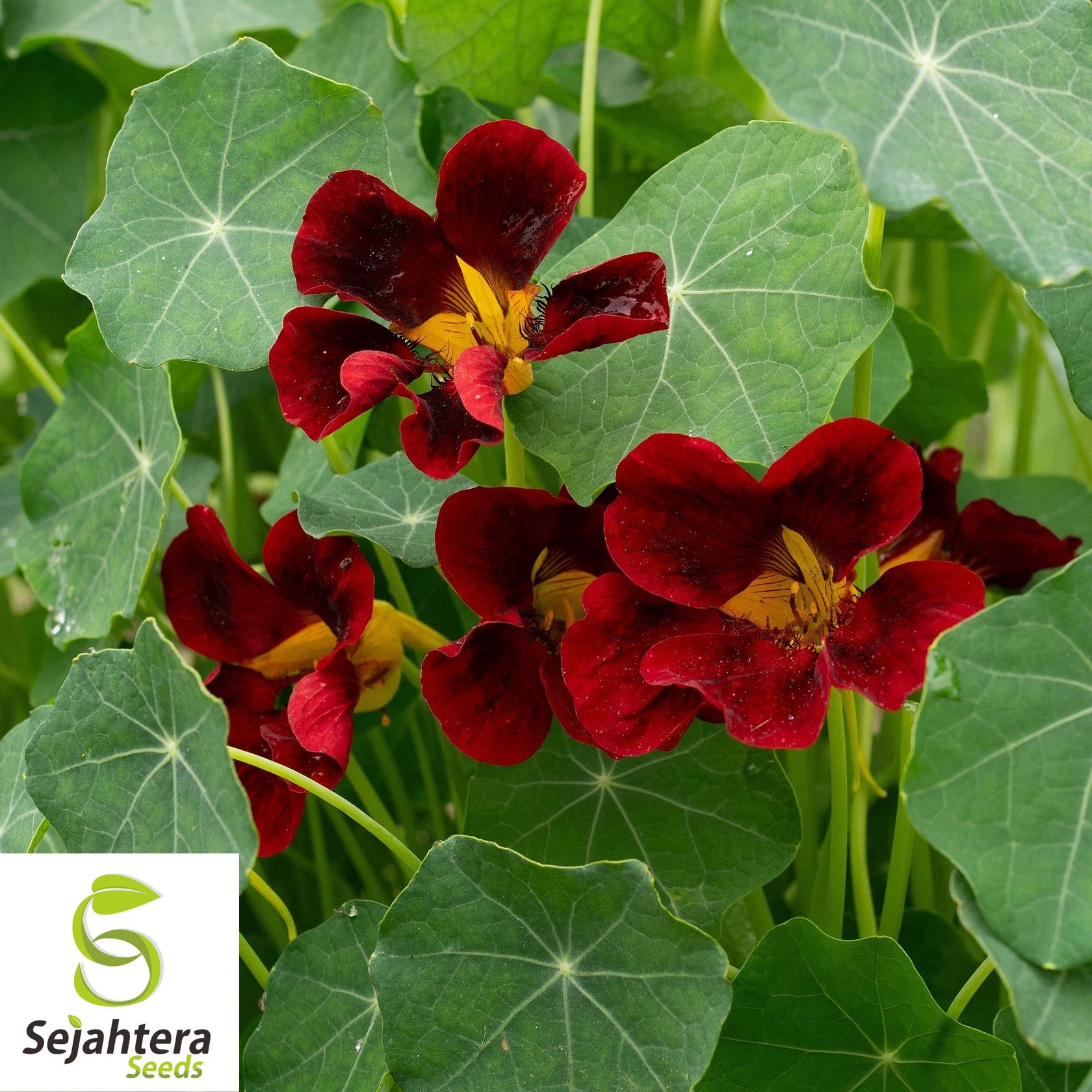 Empress of India Black Velvet Seeds {Tropaeolum nanum} Heirloom 5 Seed ...