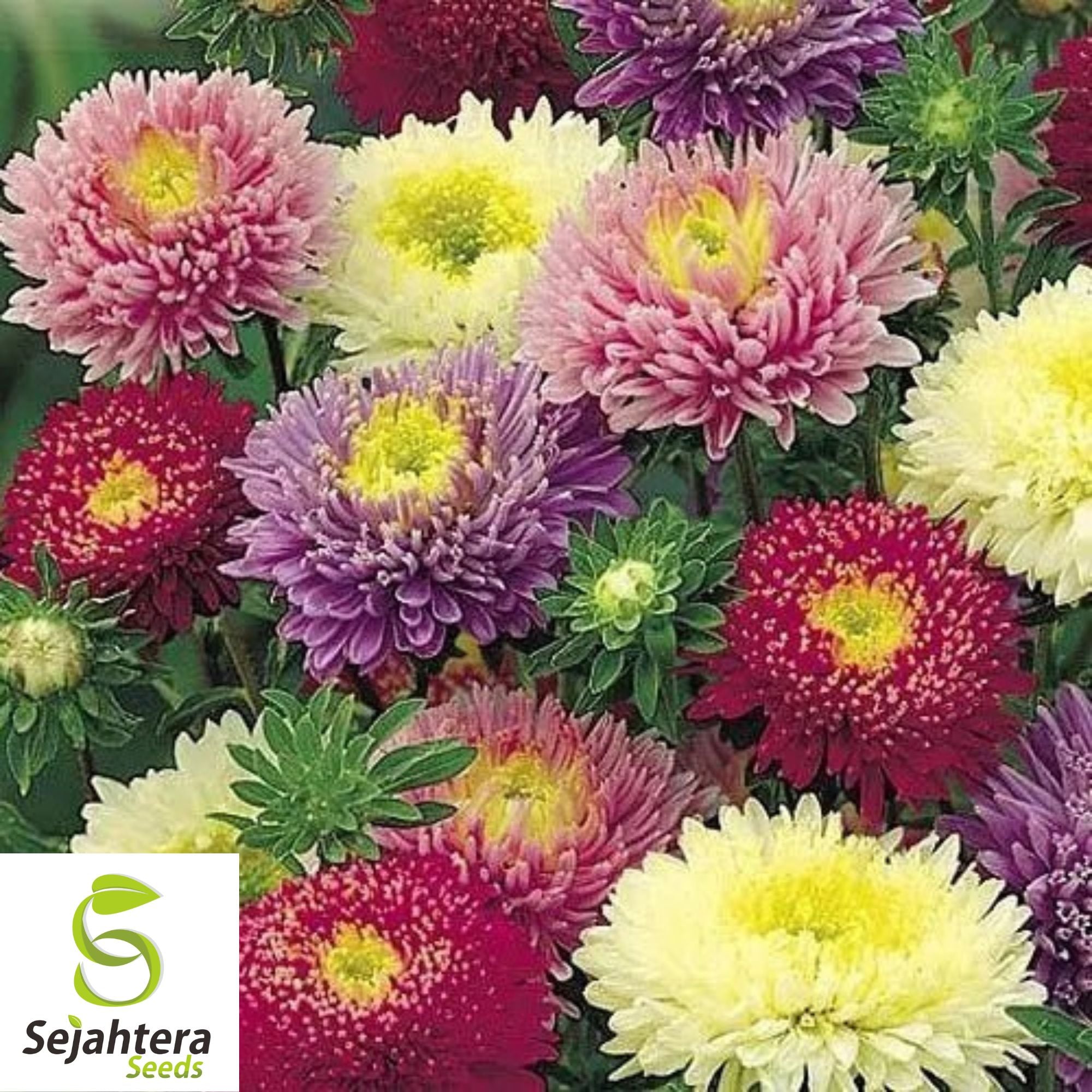 Powder Puff Aster Seeds - 1000+ Heirloom - Rainbow Mix, Fresh Cut Flow ...
