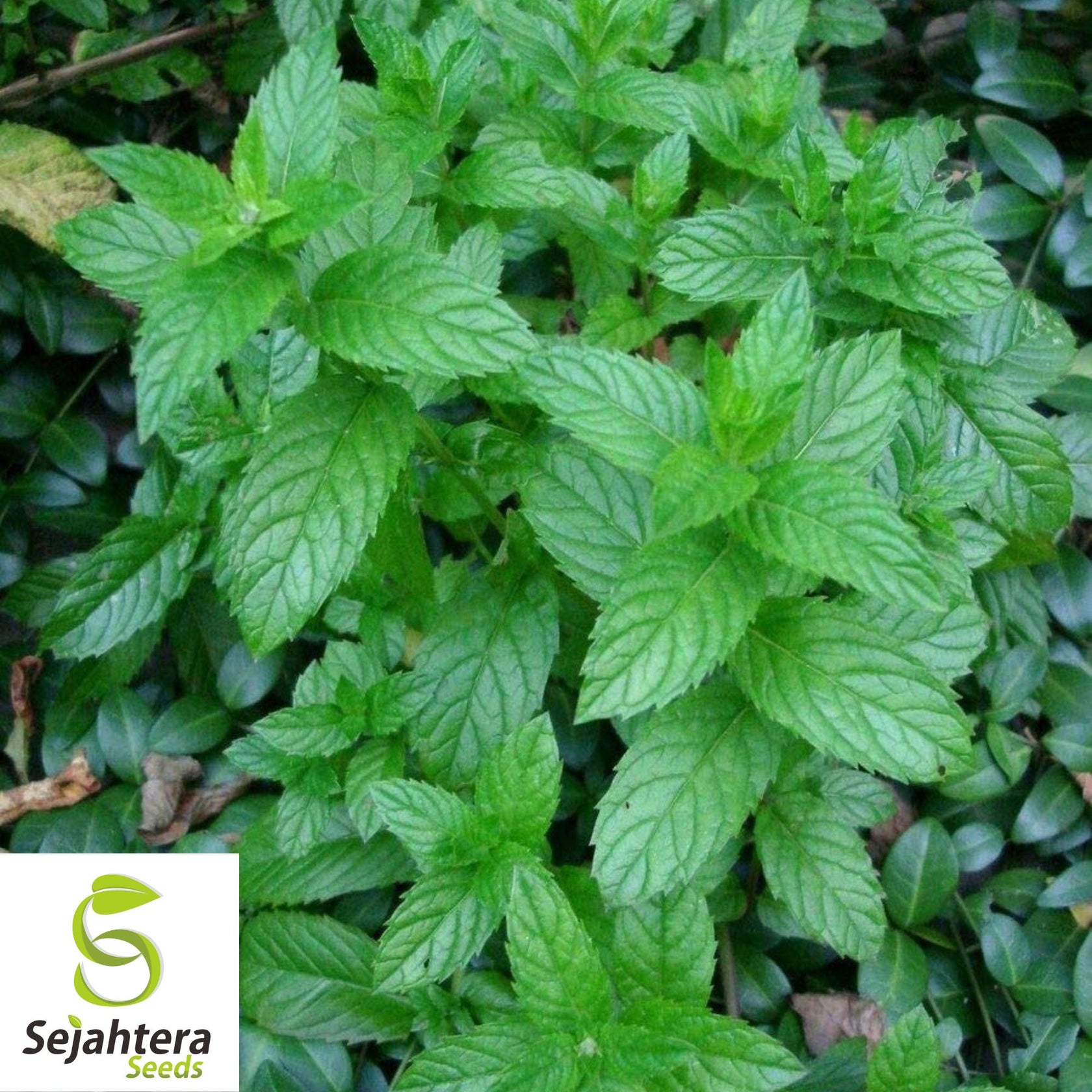 Spearmint Seeds {Mentha spicata} 100+ Seeds – Sejahtera Seeds and Bulbs