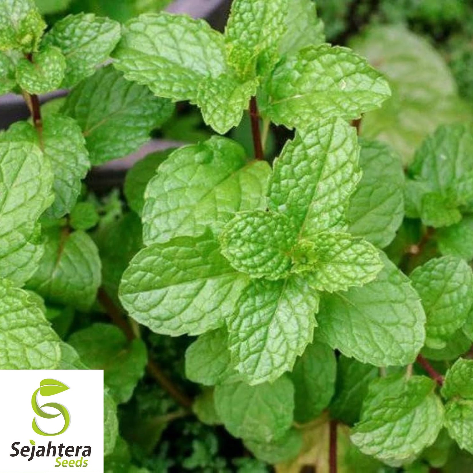 Spearmint Seeds {Mentha spicata} 100+ Seeds – Sejahtera Seeds and Bulbs