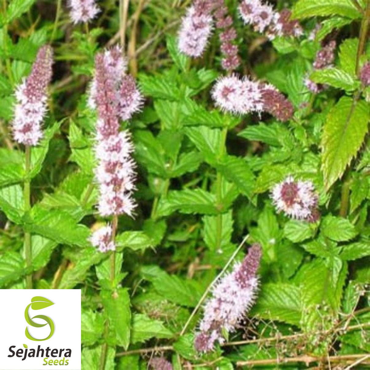 Spearmint Seeds {Mentha spicata} 100+ Seeds – Sejahtera Seeds and Bulbs