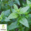 Spearmint Seeds {Mentha spicata} 100+ Seeds – Sejahtera Seeds and Bulbs