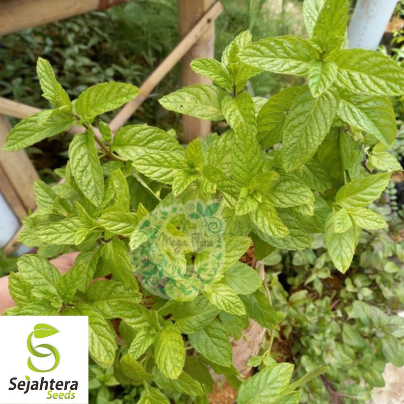 Spearmint Seeds {Mentha spicata} 100+ Seeds – Sejahtera Seeds and Bulbs