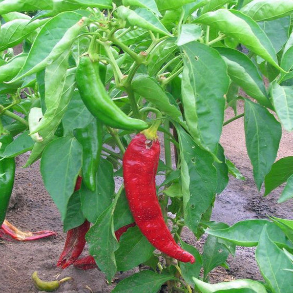 Anaheim Hot Pepper – Sejahtera Seeds and Bulbs