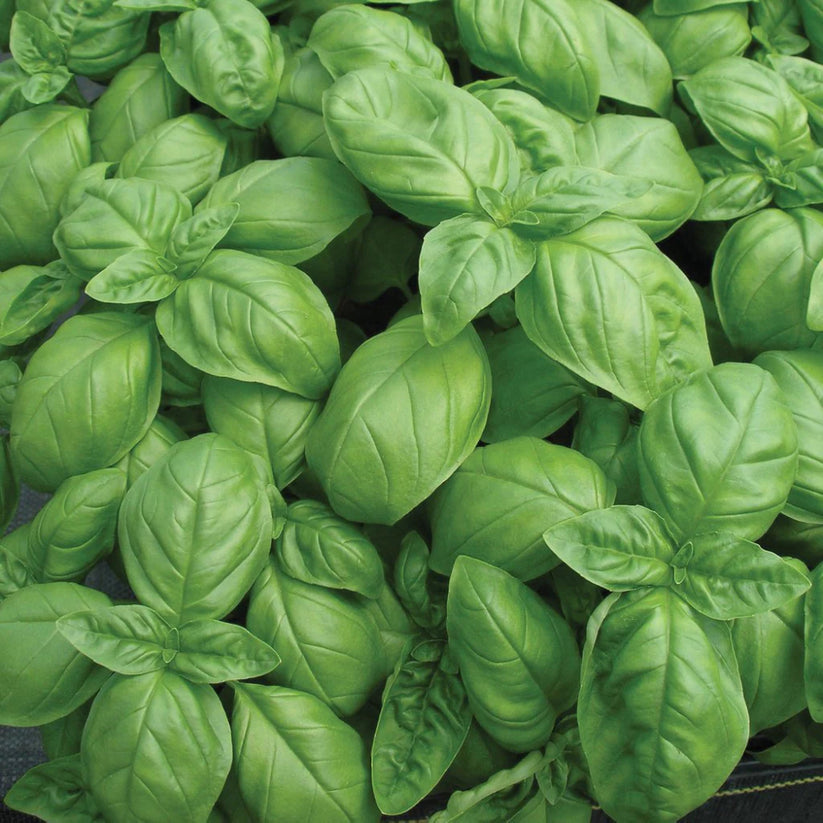 1gr Basil Genovese Seeds – Sejahtera Seeds and Bulbs