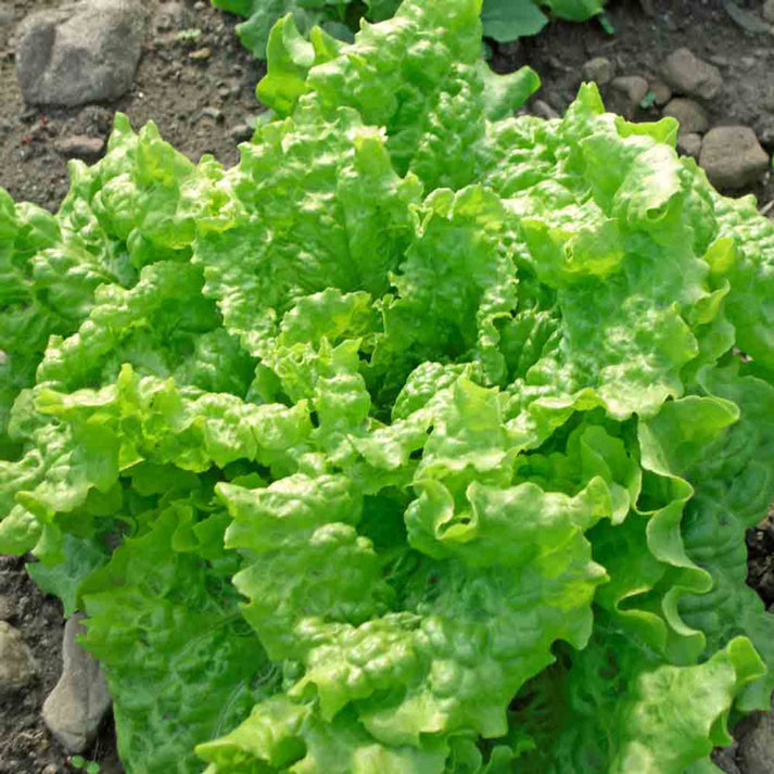 Black Seeded Simpson Leaf Lettuce – Sejahtera Seeds and Bulbs
