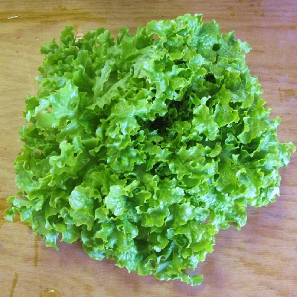 Black Seeded Simpson Leaf Lettuce – Sejahtera Seeds and Bulbs