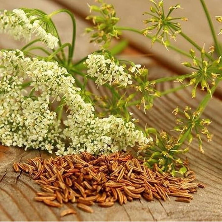 Caraway – Sejahtera Seeds and Bulbs