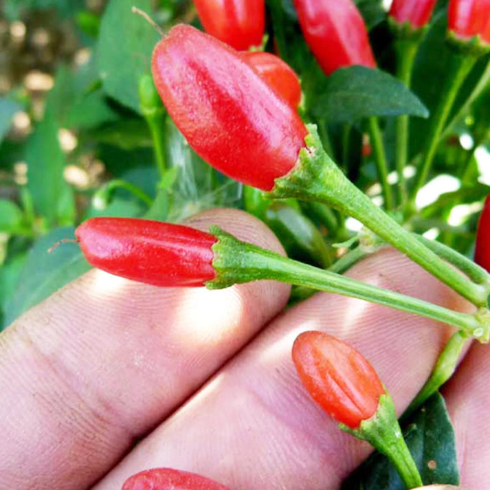 Chiltepin Hot Pepper – Sejahtera Seeds and Bulbs