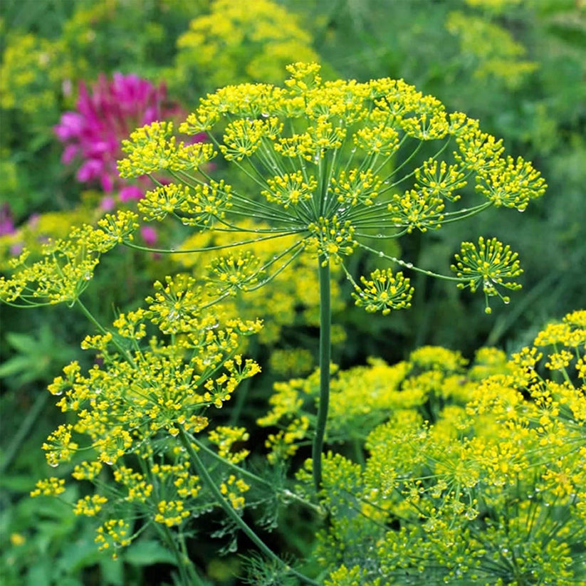 Dill Bouquet – Sejahtera Seeds and Bulbs