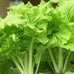 Frilly Leaf Pak Choi Fun Jen, Hybrid – Sejahtera Seeds and Bulbs